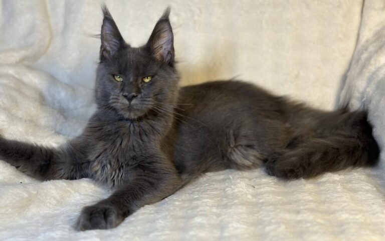 Maine Coons of Florida Kittens for Sale in Florida