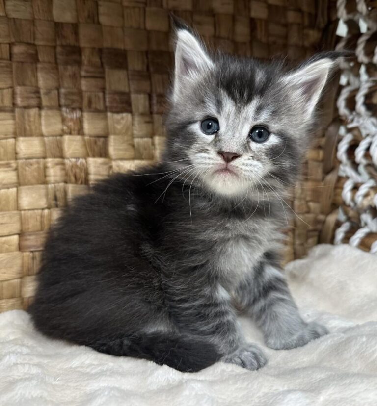 Maine Coons of Florida Kittens for Sale in Florida