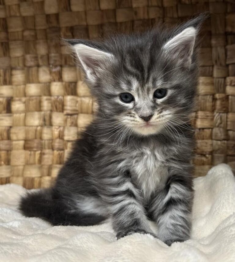 Maine Coons of Florida Kittens for Sale in Florida