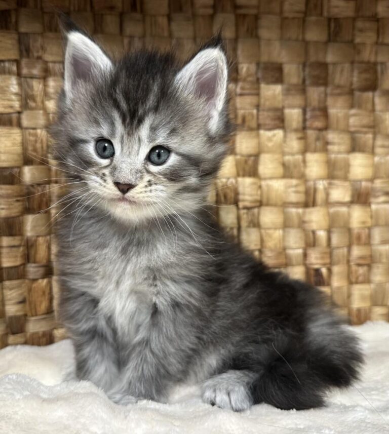 Maine Coons of Florida Kittens for Sale in Florida