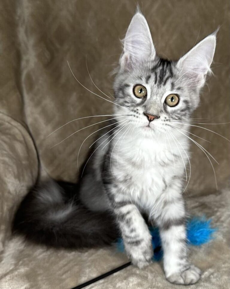 Maine Coons of Florida Kittens for Sale in Florida