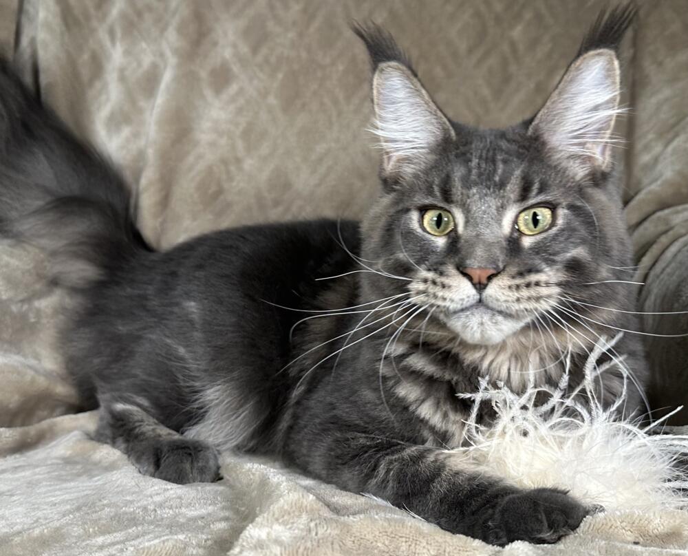 Maine Coons of Florida Kittens for Sale in Florida