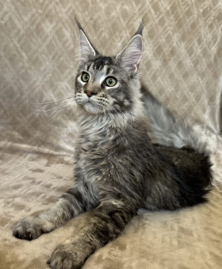 Maine Coons of Florida Kittens for Sale in Florida