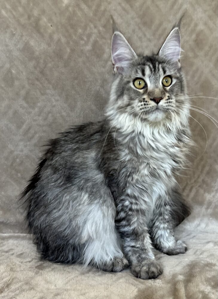 Maine Coons of Florida Kittens for Sale in Florida