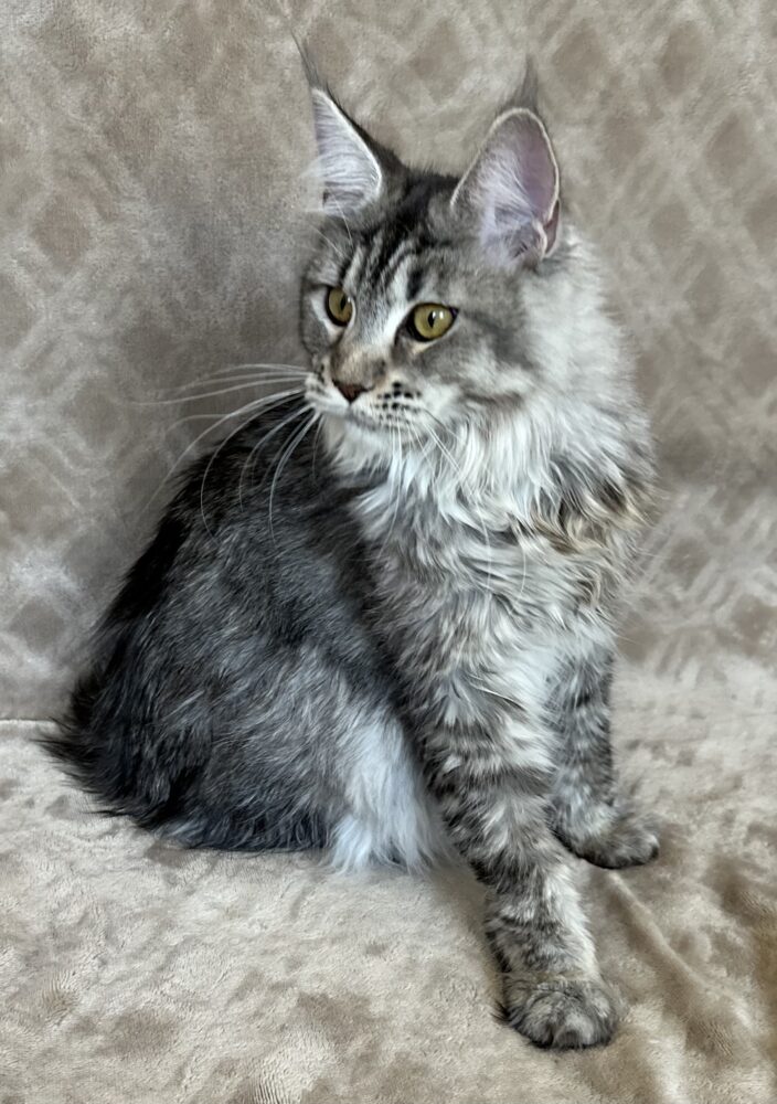 Maine Coons of Florida Kittens for Sale in Florida
