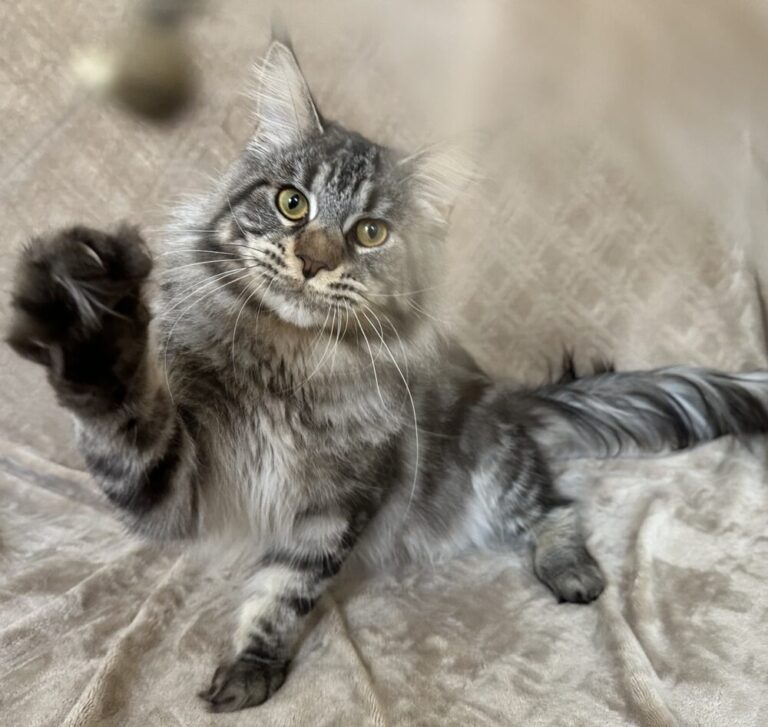 Maine Coons of Florida Kittens for Sale in Florida