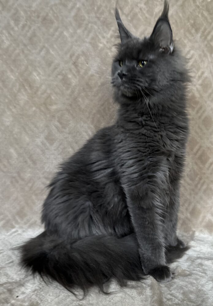 Maine Coons of Florida Kittens for Sale in Florida